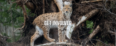 Get involved | The Missing Lynx Project
